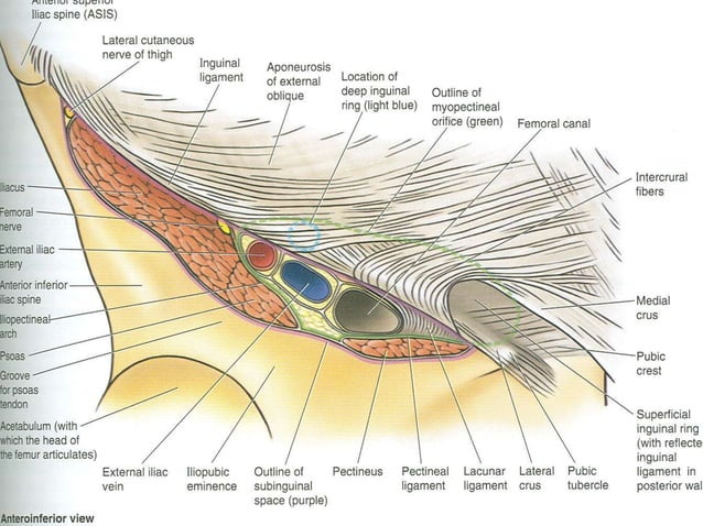 Groin anatomy inguinal hernia clinical anatomy | PPT | Death, Injury ...
