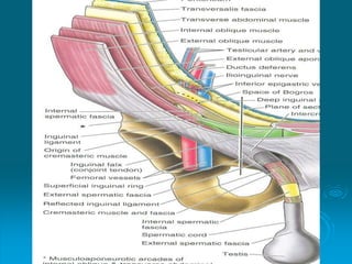 Groin anatomy inguinal hernia clinical anatomy | PPT