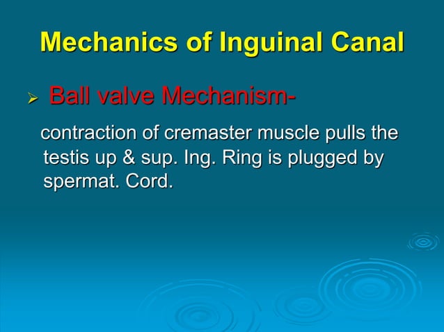 Groin anatomy inguinal hernia clinical anatomy | PPT | Death, Injury ...