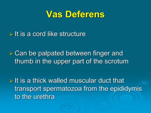 Groin anatomy inguinal hernia clinical anatomy | PPT