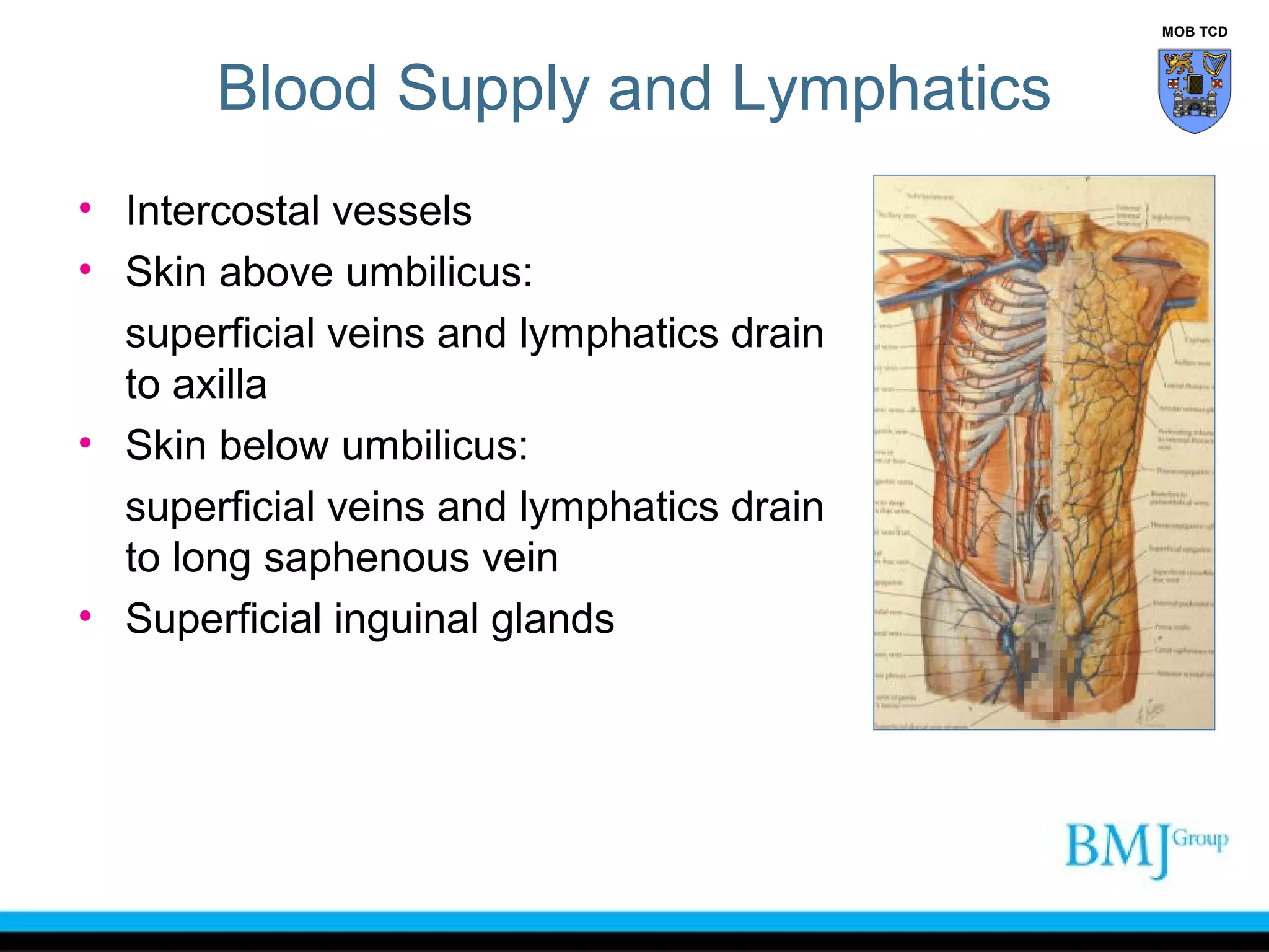Anatomy of Groin | PPT