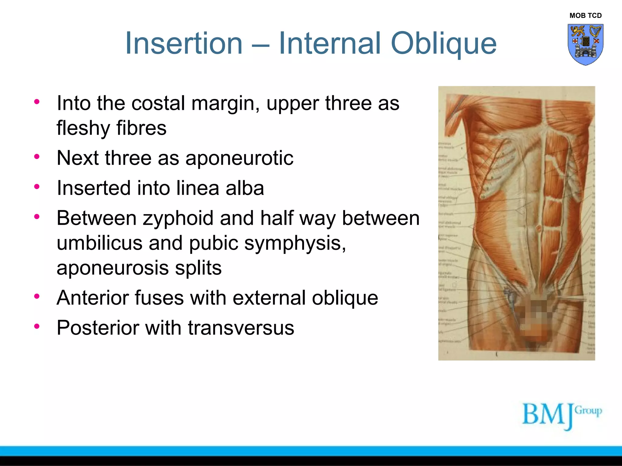 Anatomy of Groin | PPT