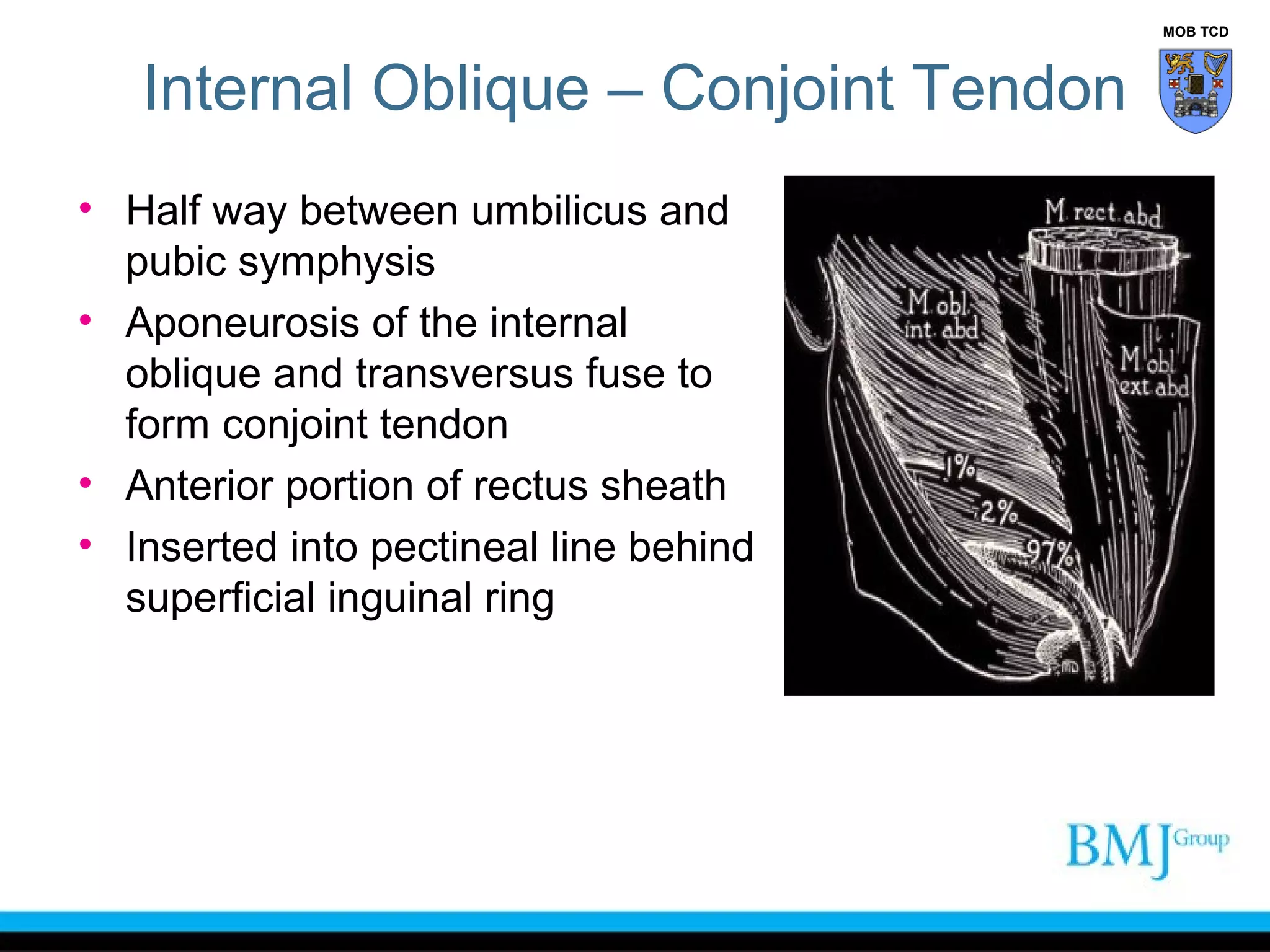 Anatomy of Groin | PPT