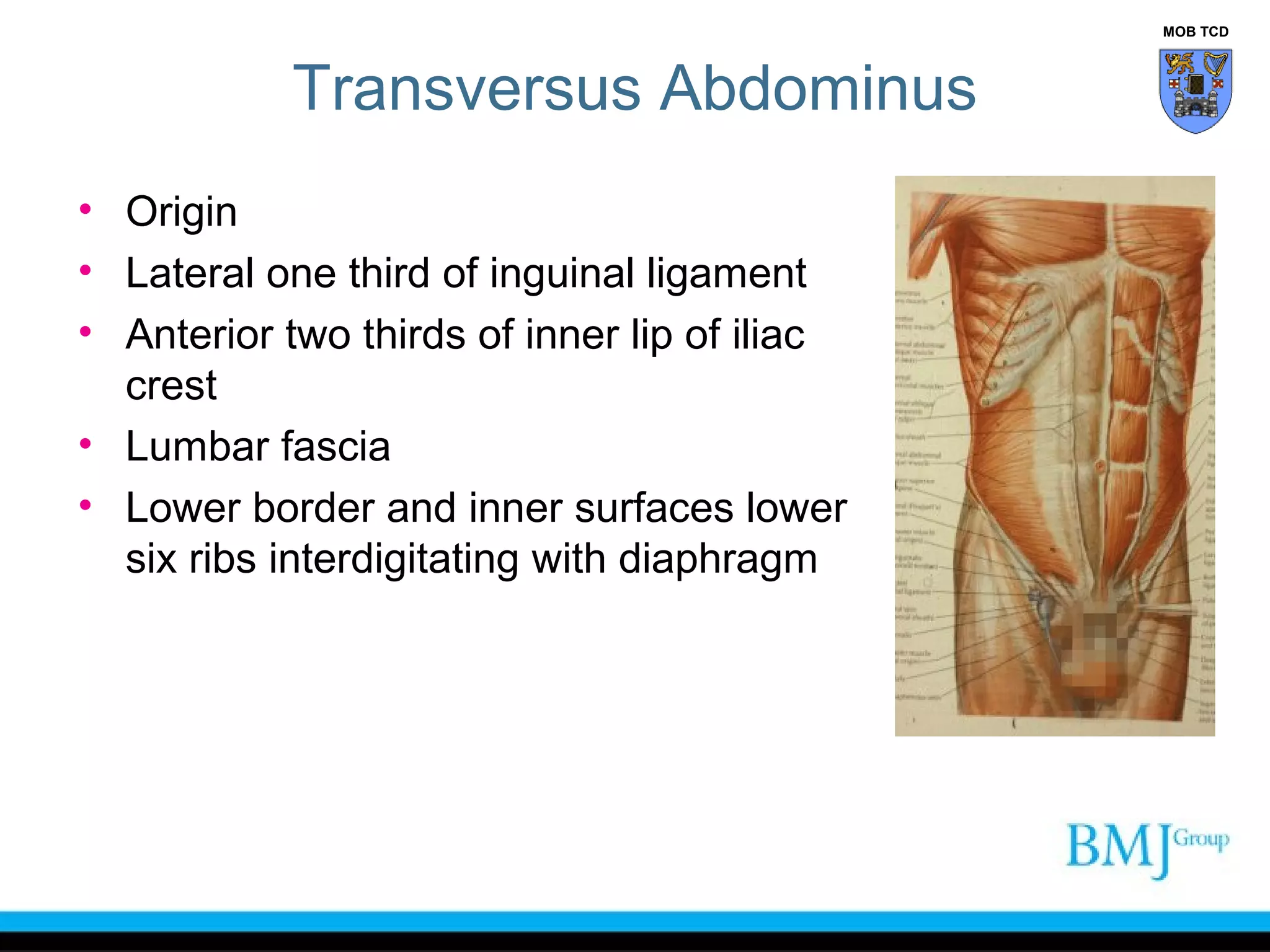 Anatomy of Groin | PPT