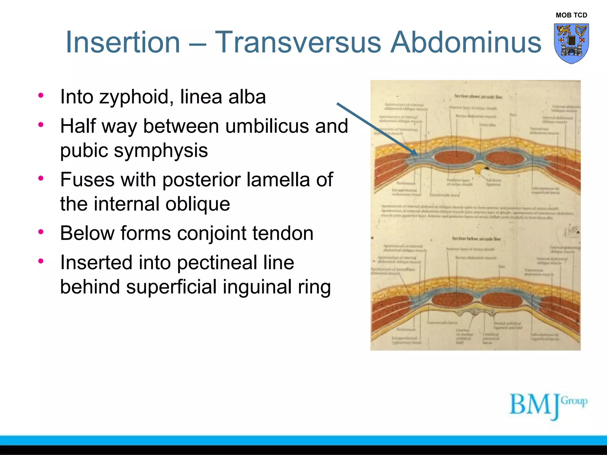 Anatomy of Groin | PPT