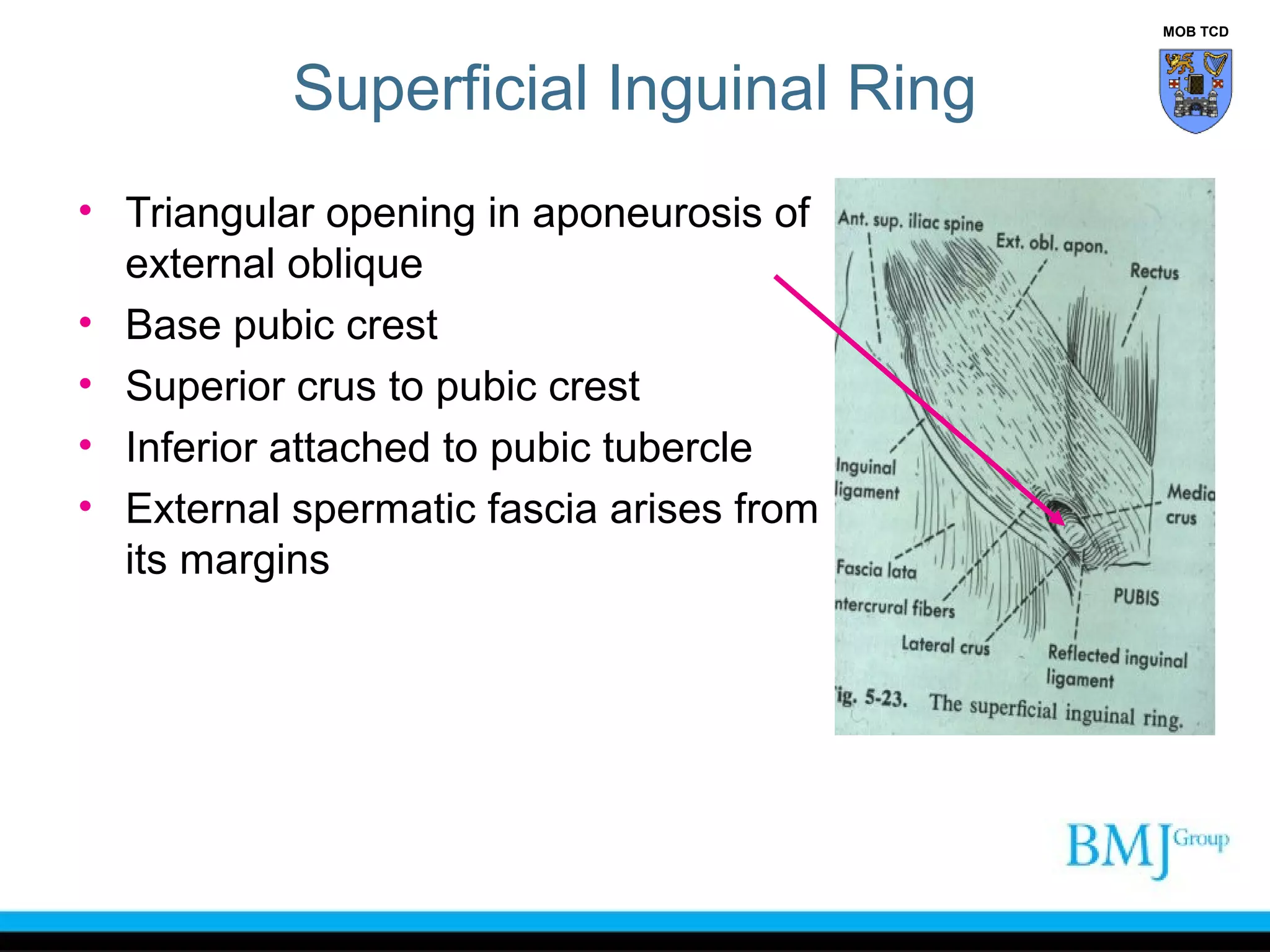 Anatomy of Groin | PPT