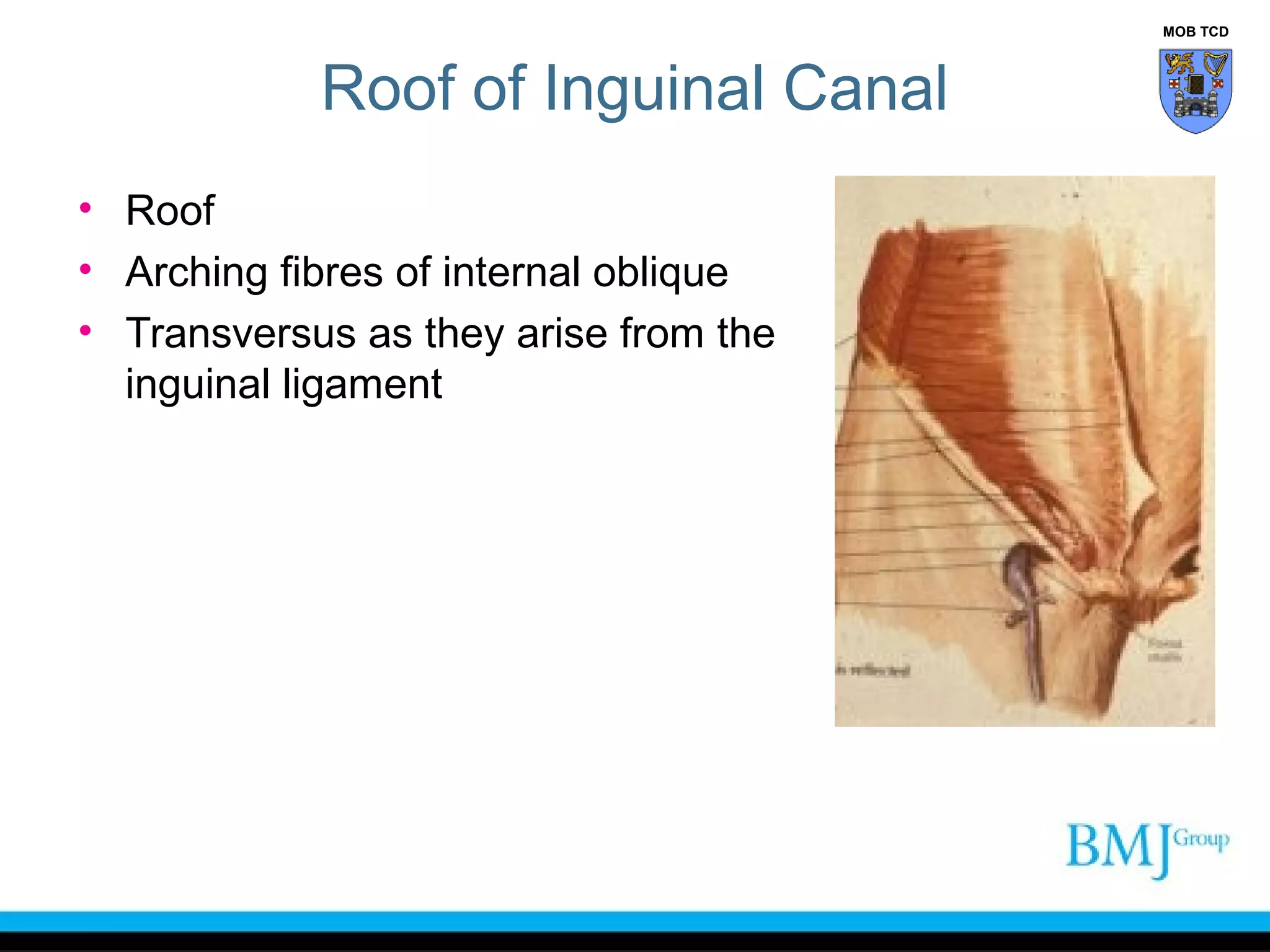 Anatomy of Groin | PPT