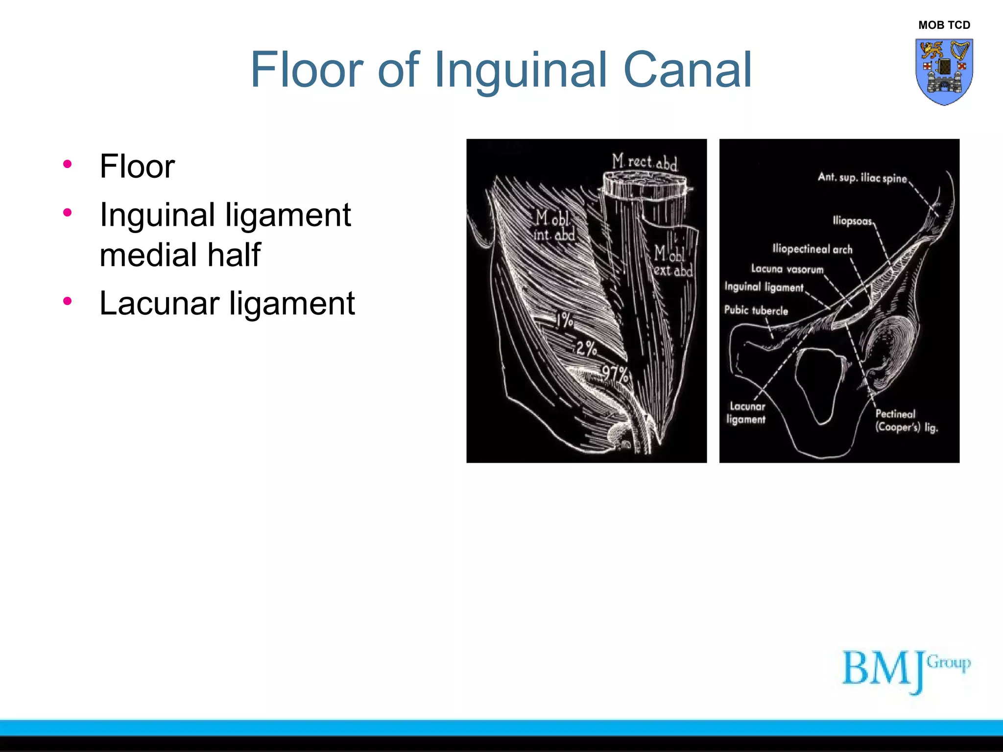 Anatomy of Groin | PPT