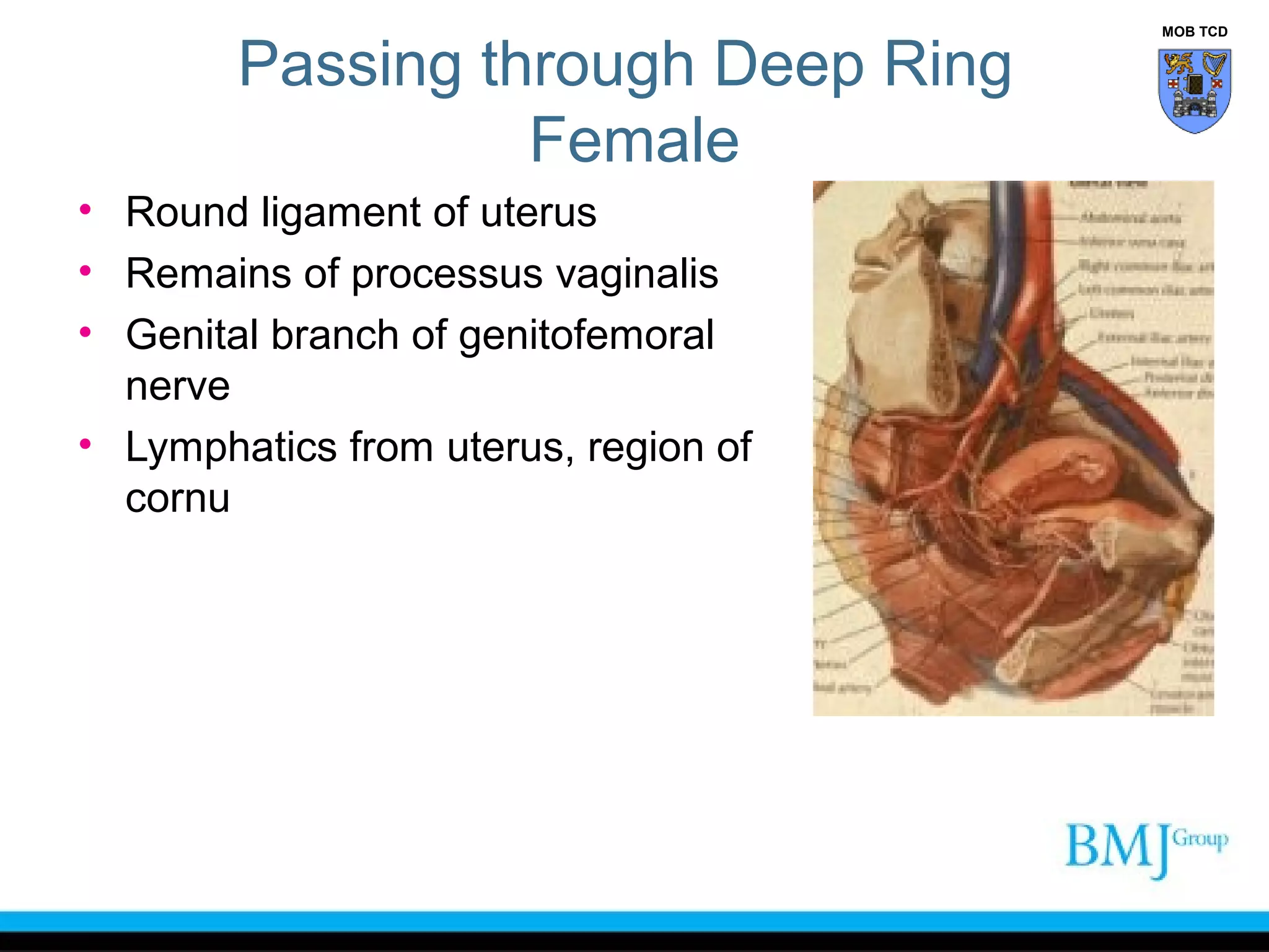 Anatomy of Groin | PPT