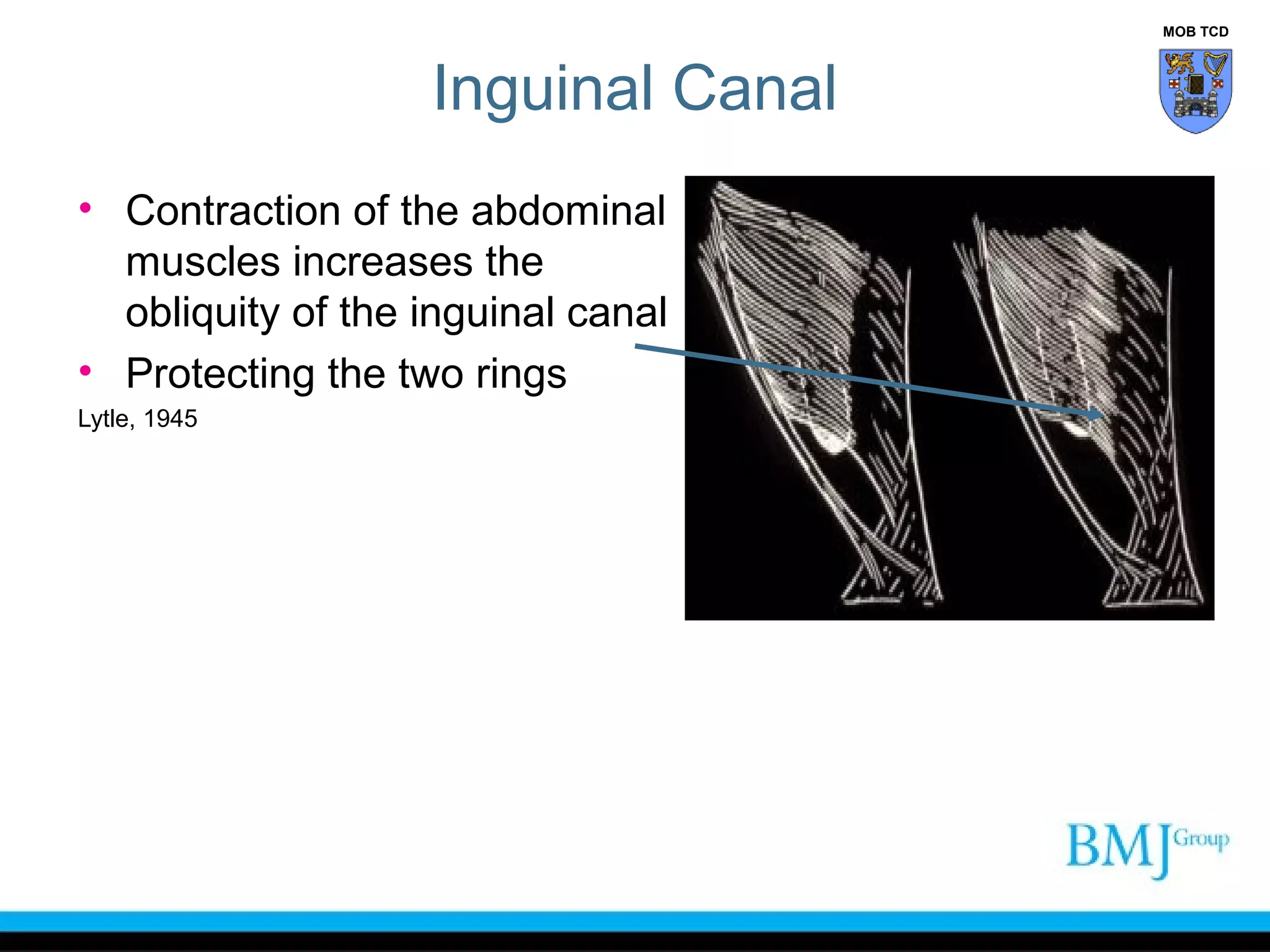Anatomy of Groin | PPT