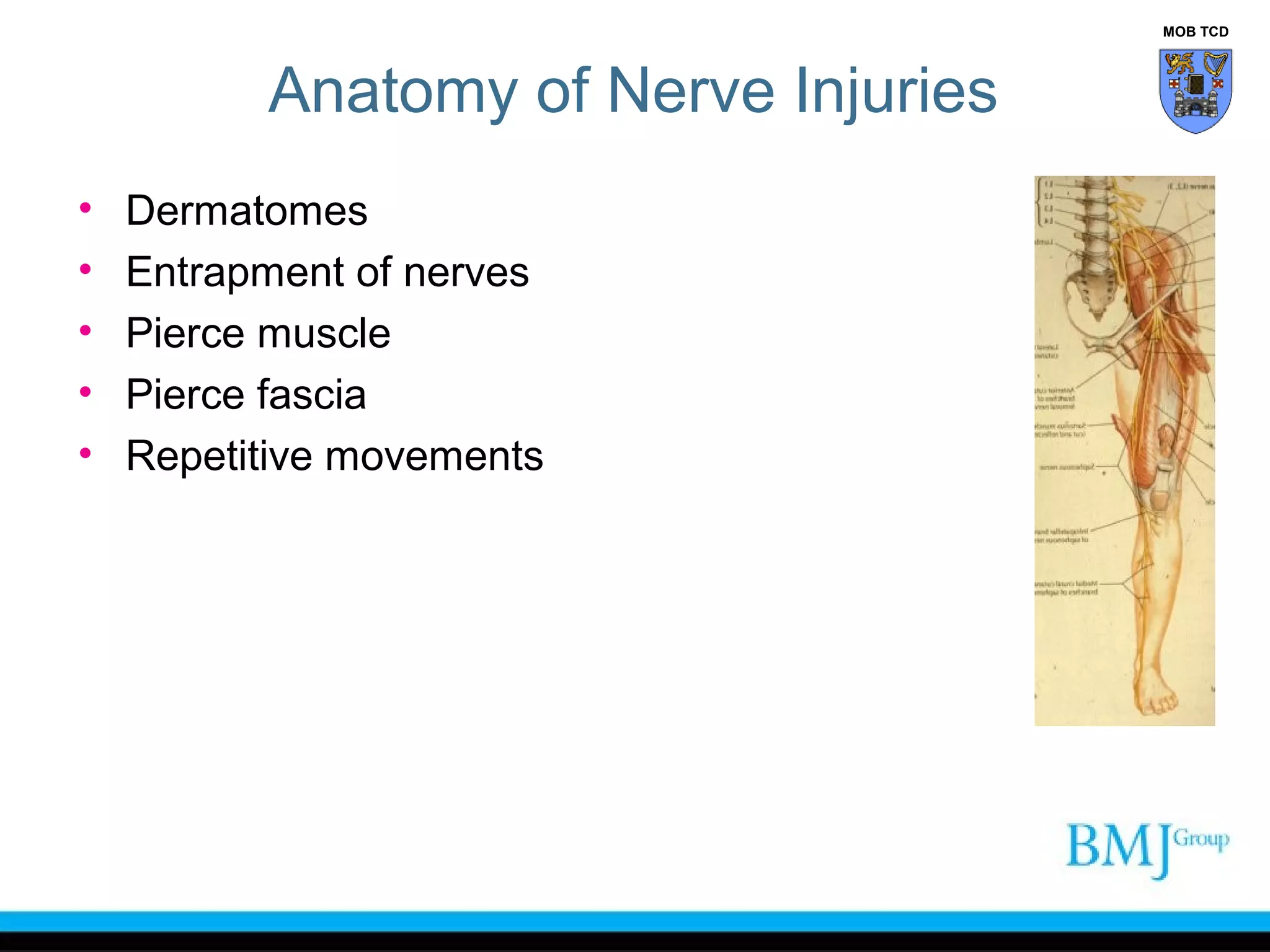 Anatomy of Groin | PPT