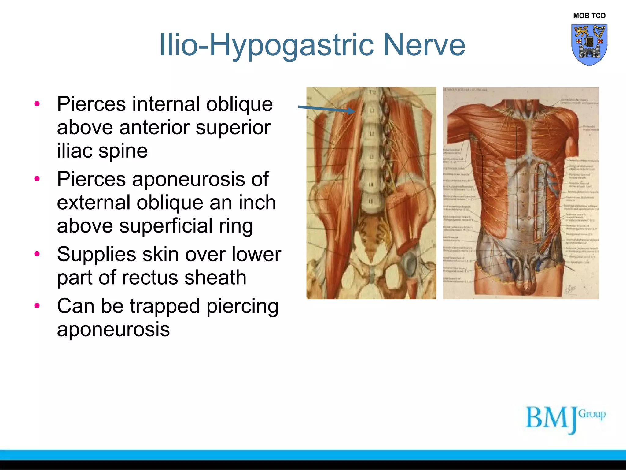 Anatomy of Groin | PPT