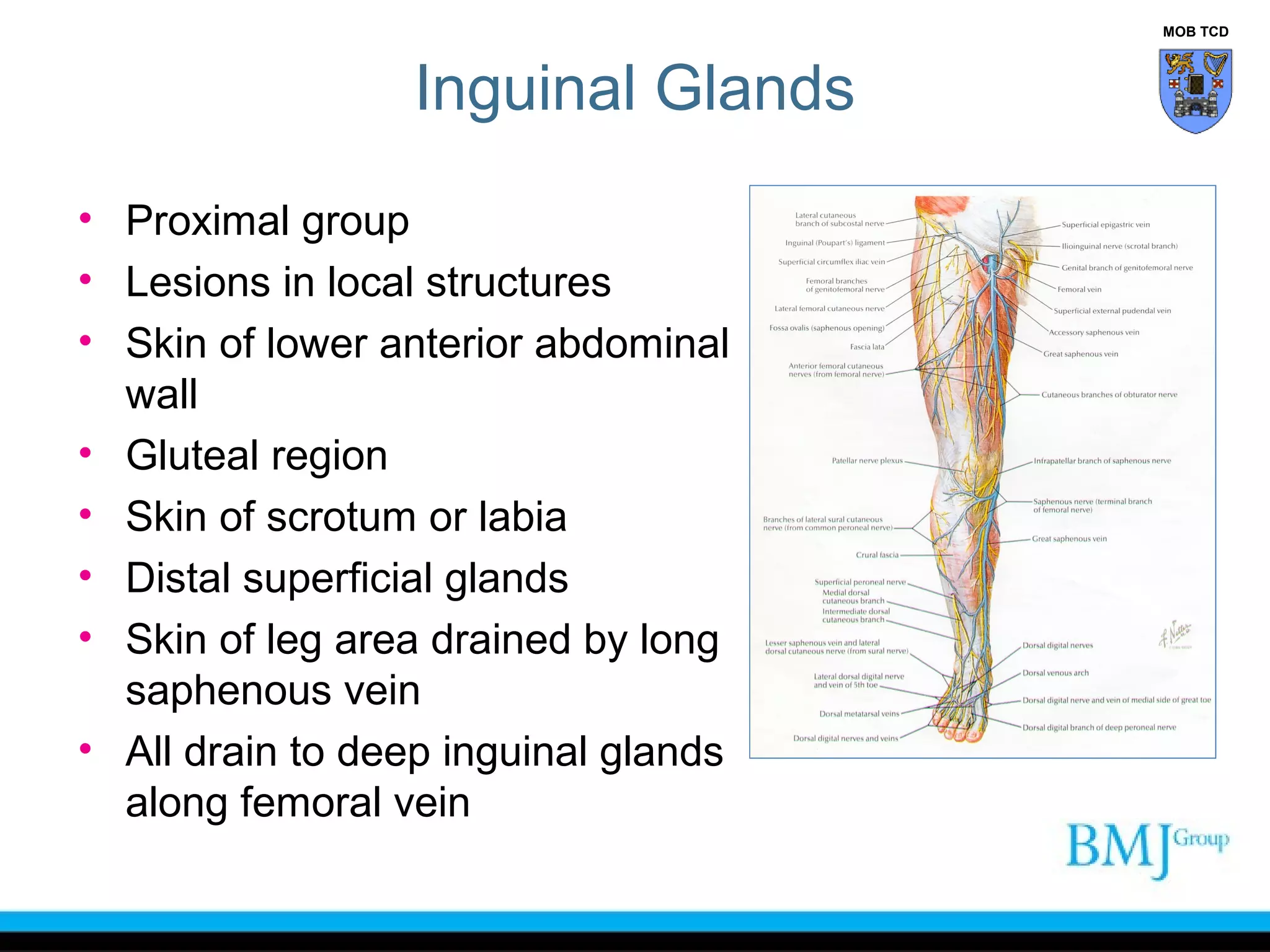 Anatomy of Groin | PPT