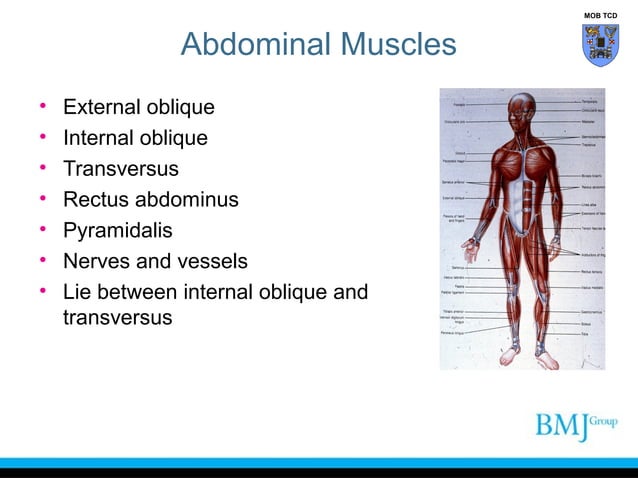 Anatomy of Groin | PPT | Sexual Conditions | Sexual Health