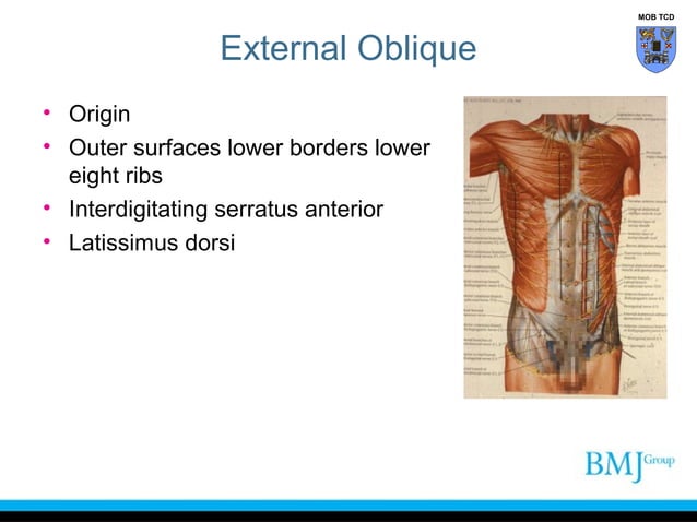 Anatomy of Groin | PPT | Sexual Conditions | Sexual Health