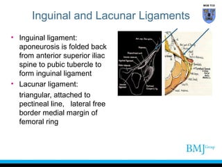 Anatomy of Groin | PPT