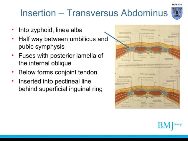 Anatomy of Groin | PPT | Sexual Conditions | Sexual Health