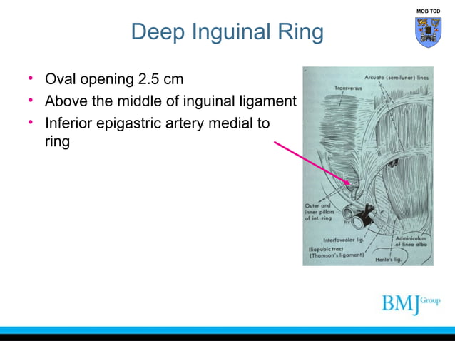 Anatomy of Groin | PPT | Sexual Conditions | Sexual Health