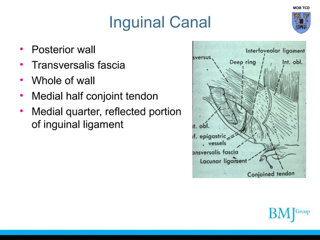 Anatomy of Groin | PPT | Sexual Conditions | Sexual Health