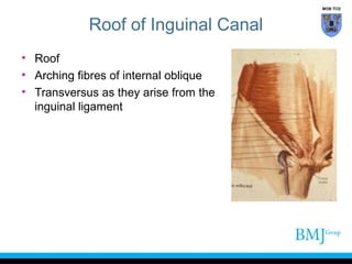 Anatomy of Groin | PPT