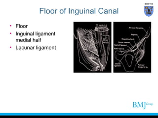 Anatomy of Groin | PPT