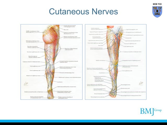 Anatomy of Groin | PPT | Sexual Conditions | Sexual Health