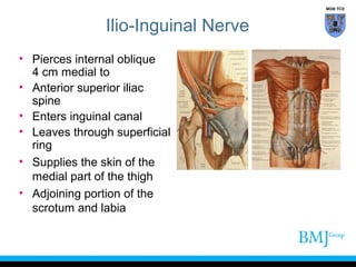 Anatomy of Groin | PPT
