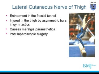Anatomy of Groin | PPT