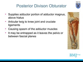 Anatomy of Groin | PPT