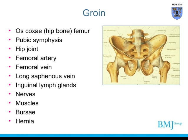 Anatomy of Groin