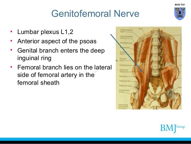 Female Groin Anatomy