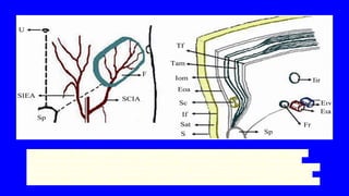 Groin Flap-(Superficial circumflex iliac artery) Dr.AGP.pptx