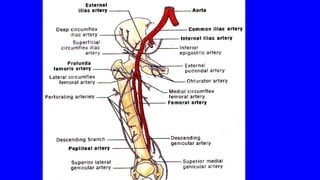 Groin Flap-(Superficial circumflex iliac artery) Dr.AGP.pptx