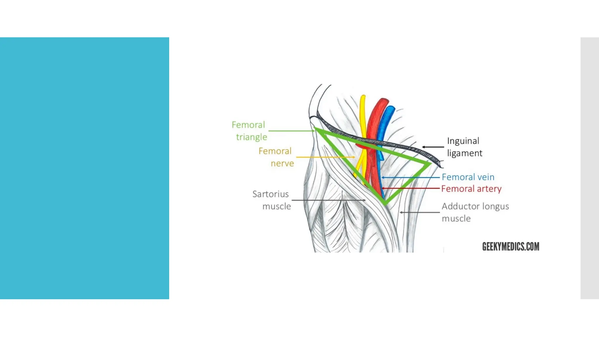 Groin Hernias types history and operations | PPT