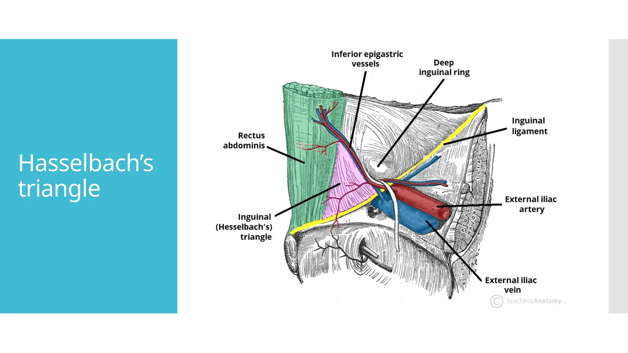 Groin Hernias types history and operations | PPT