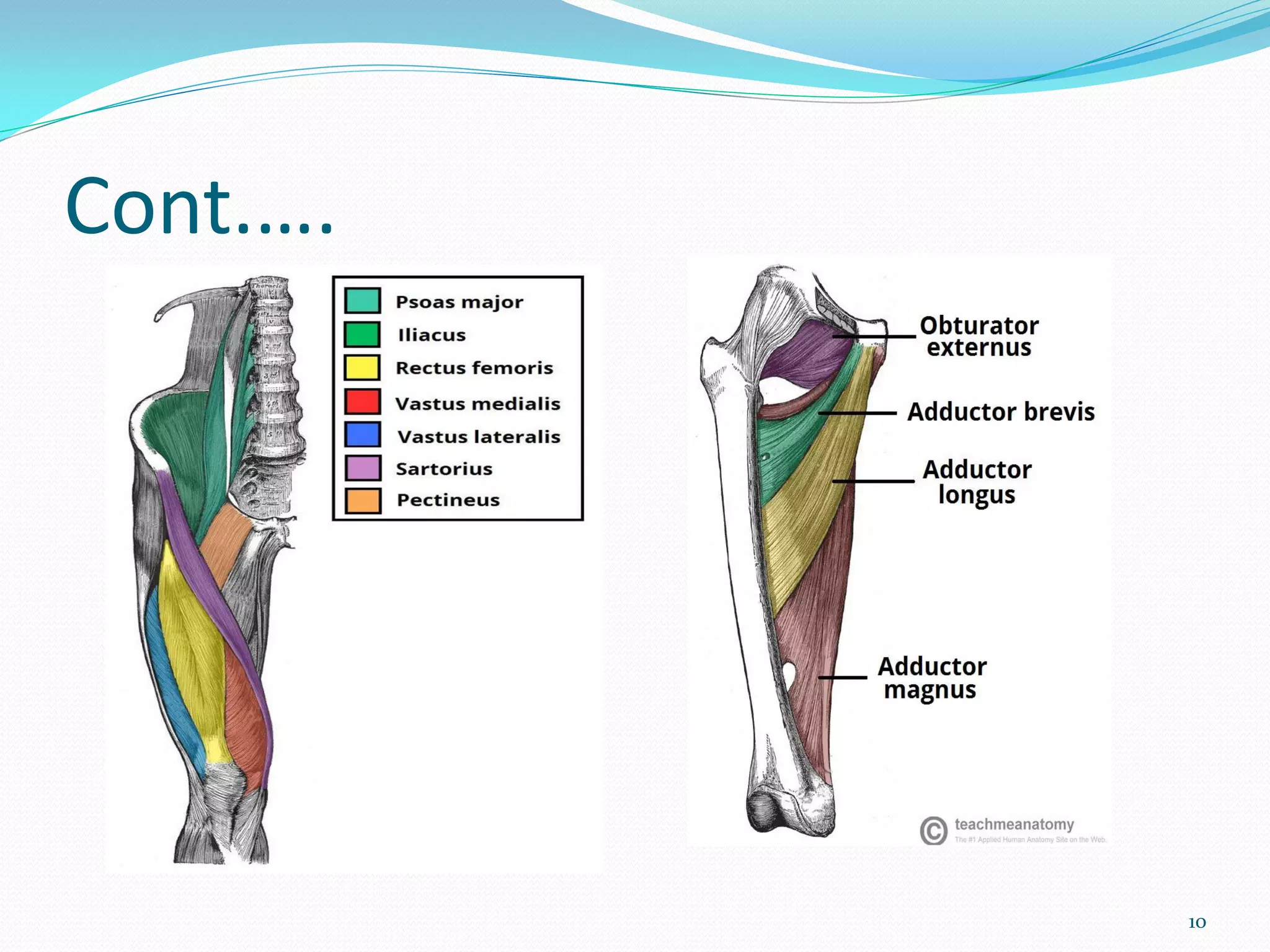 groin injuries.pdf | Death, Injury, or Military Conflict | Sensitive Topics