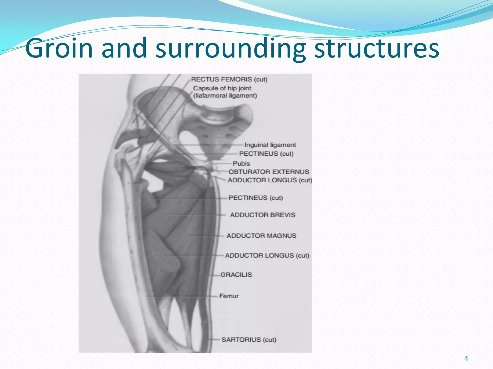 groin injuries.pdf | Death, Injury, or Military Conflict | Sensitive Topics