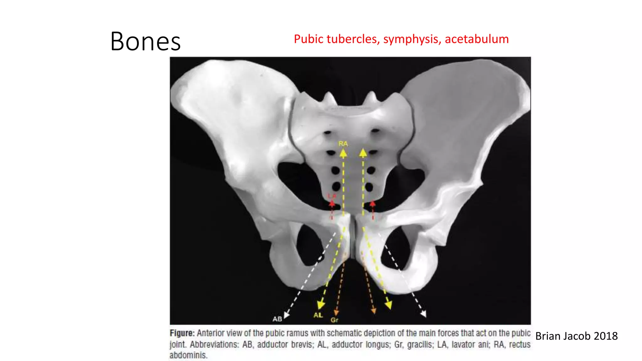 Groin pain and hernia exam final by dr. brian jacob | PPTX | Death ...