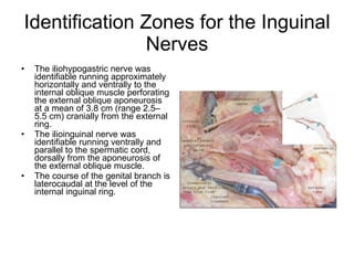 Groin Pain Update | PPT