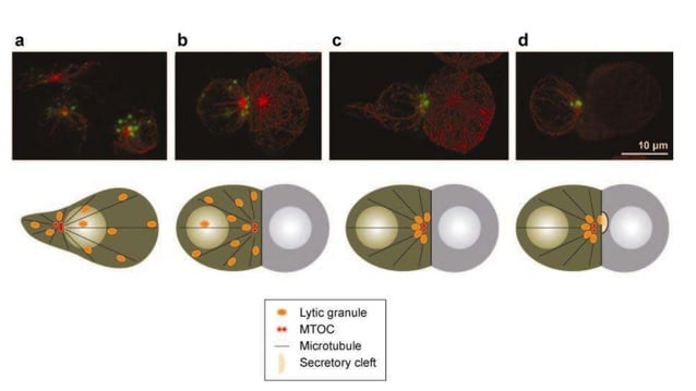 Macrophage Activation Syndrome in SJIA - Alexei Grom | PPTX | Blood ...