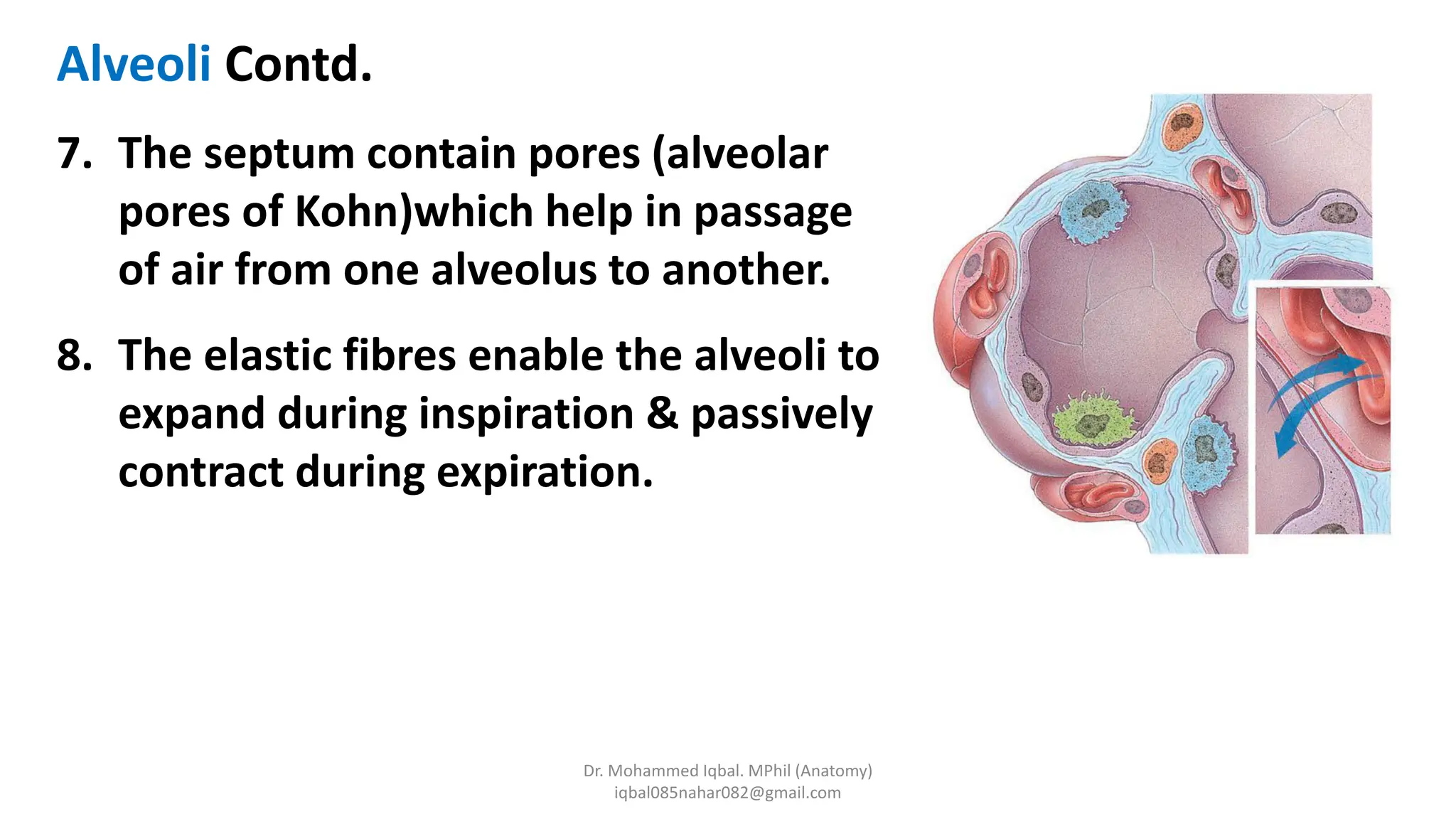 Lungs,Pleura ,thorax, anatomy in details | PDF