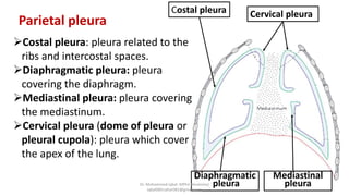 Lungs,Pleura ,thorax, anatomy in details | PDF