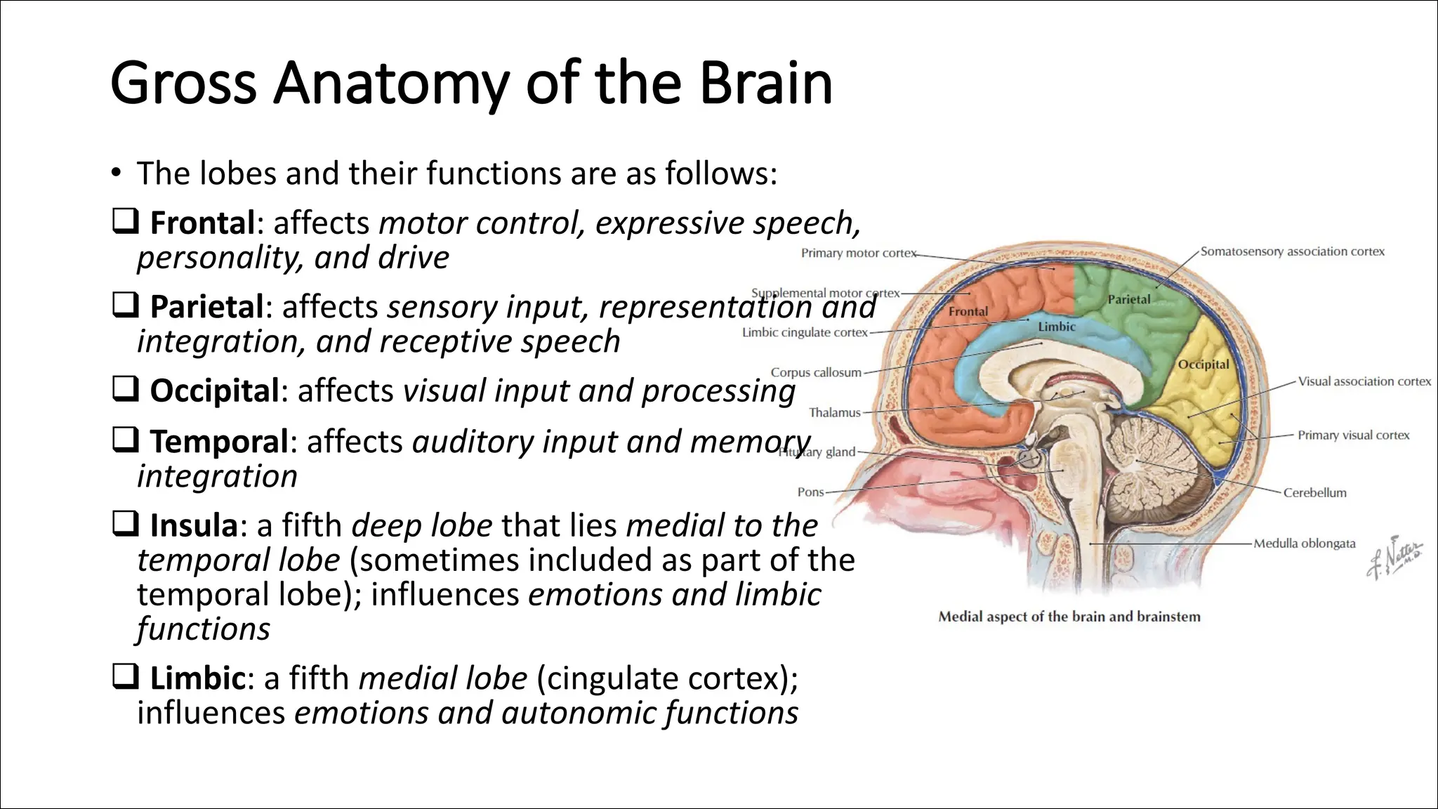 Gross-Anatomy-of-the-Nervous-System-lecture.pdf
