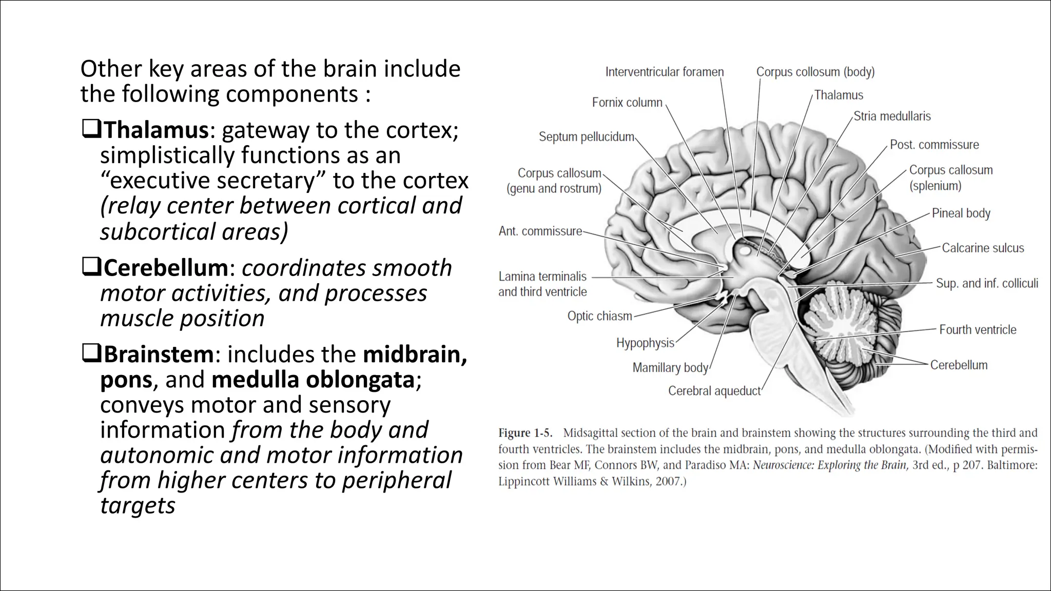 Gross-Anatomy-of-the-Nervous-System-lecture.pdf