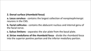 Gross-Anatomy-of-the-Nervous-System-lecture.pdf