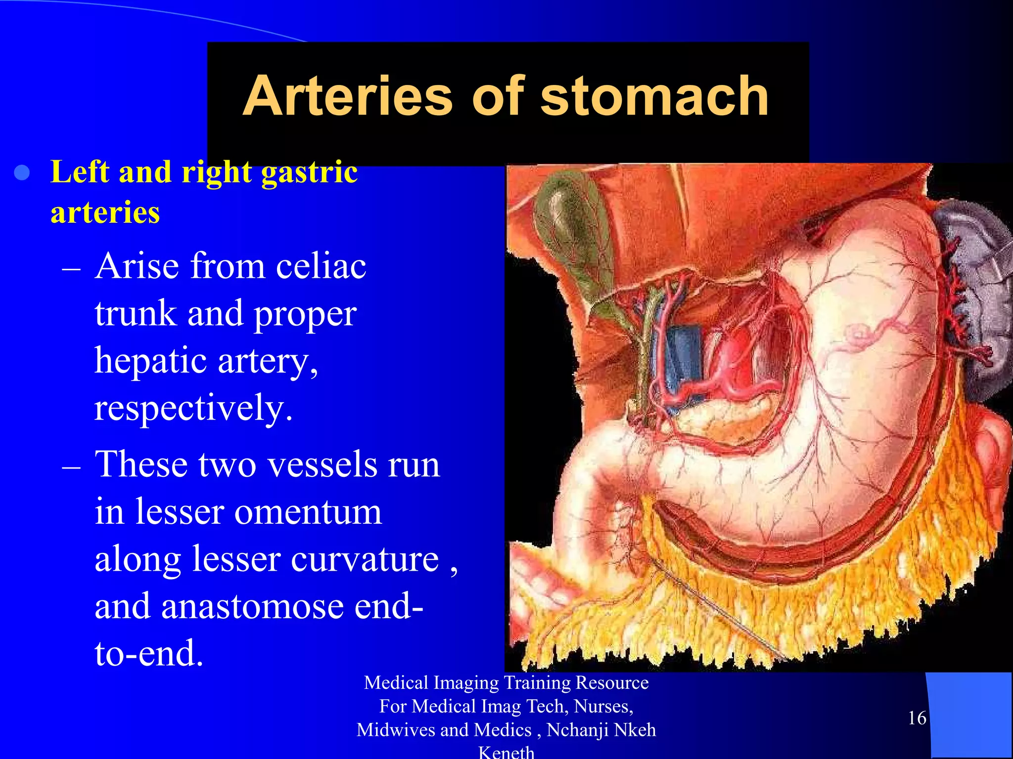 Gross abdominal anatomy radiology training lecture nchanji nkeh keneth ...