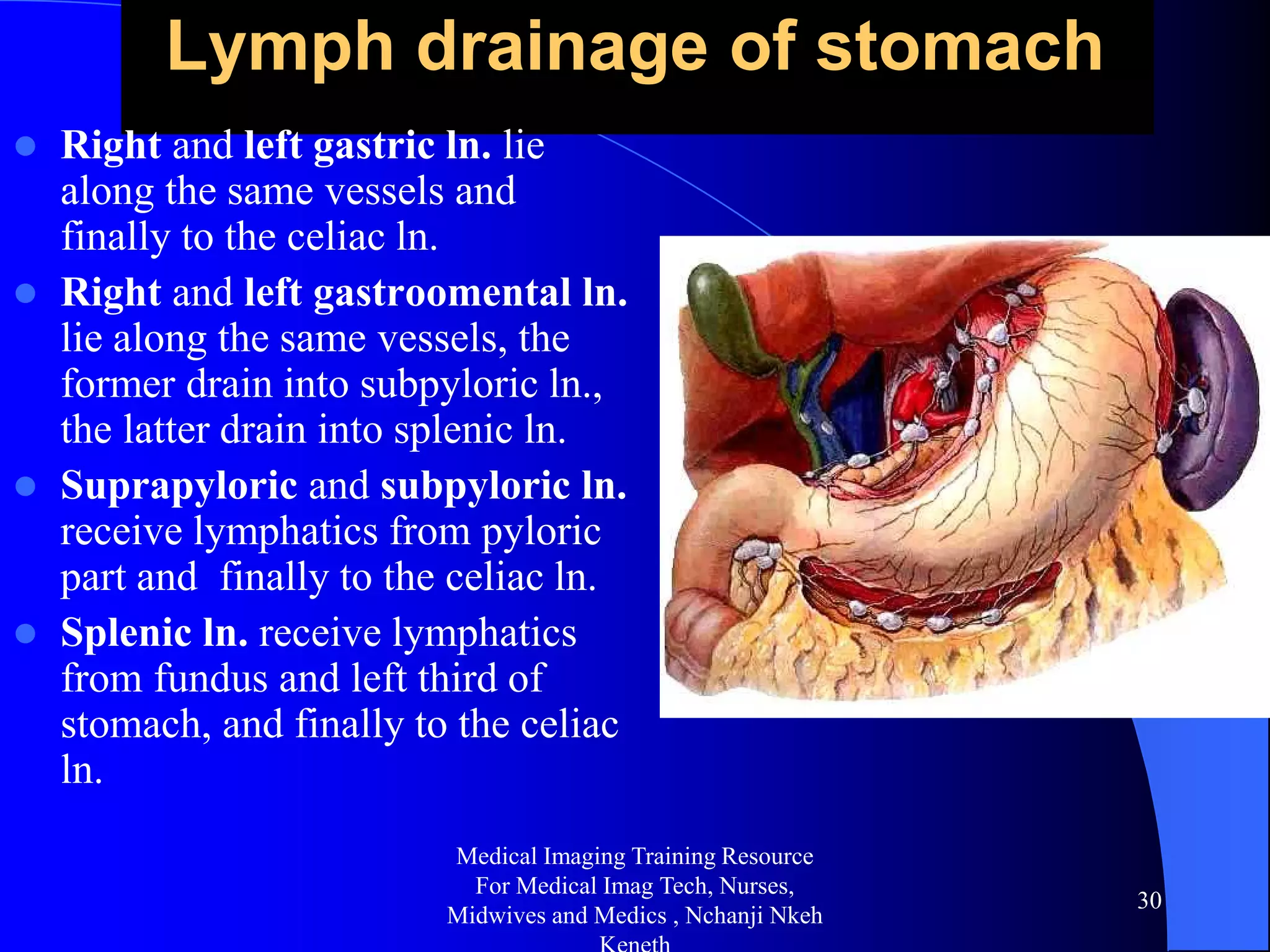 Gross abdominal anatomy radiology training lecture nchanji nkeh keneth ...