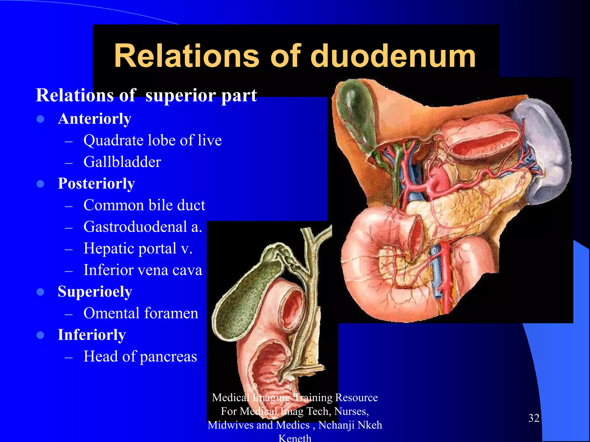 Gross abdominal anatomy radiology training lecture nchanji nkeh keneth ...