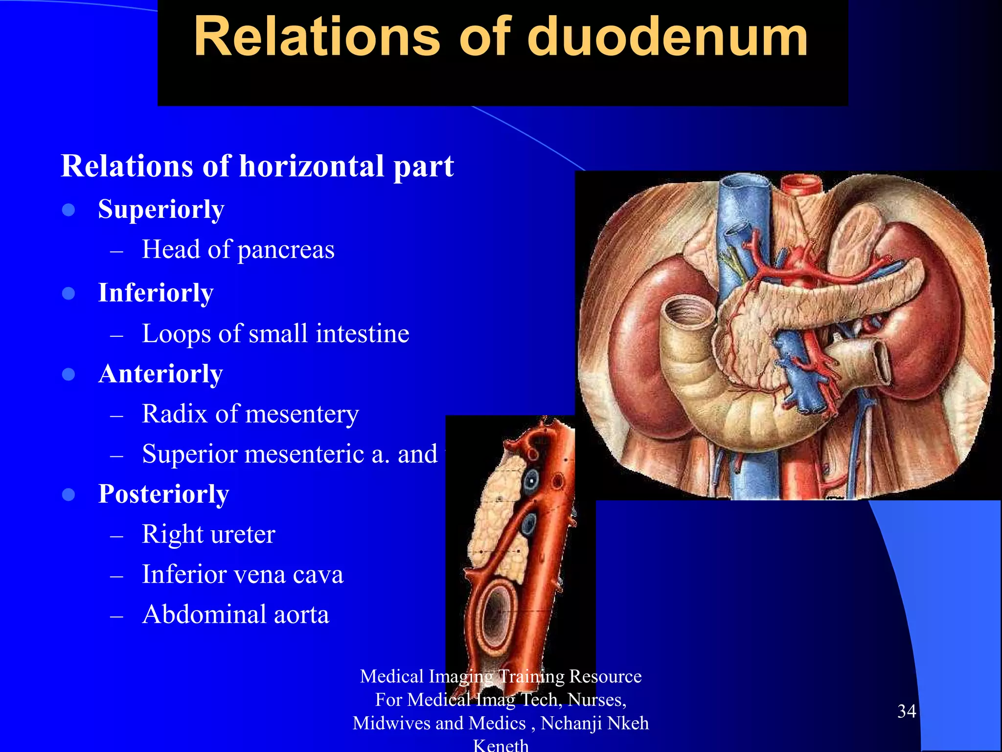 Gross abdominal anatomy radiology training lecture nchanji nkeh keneth ...