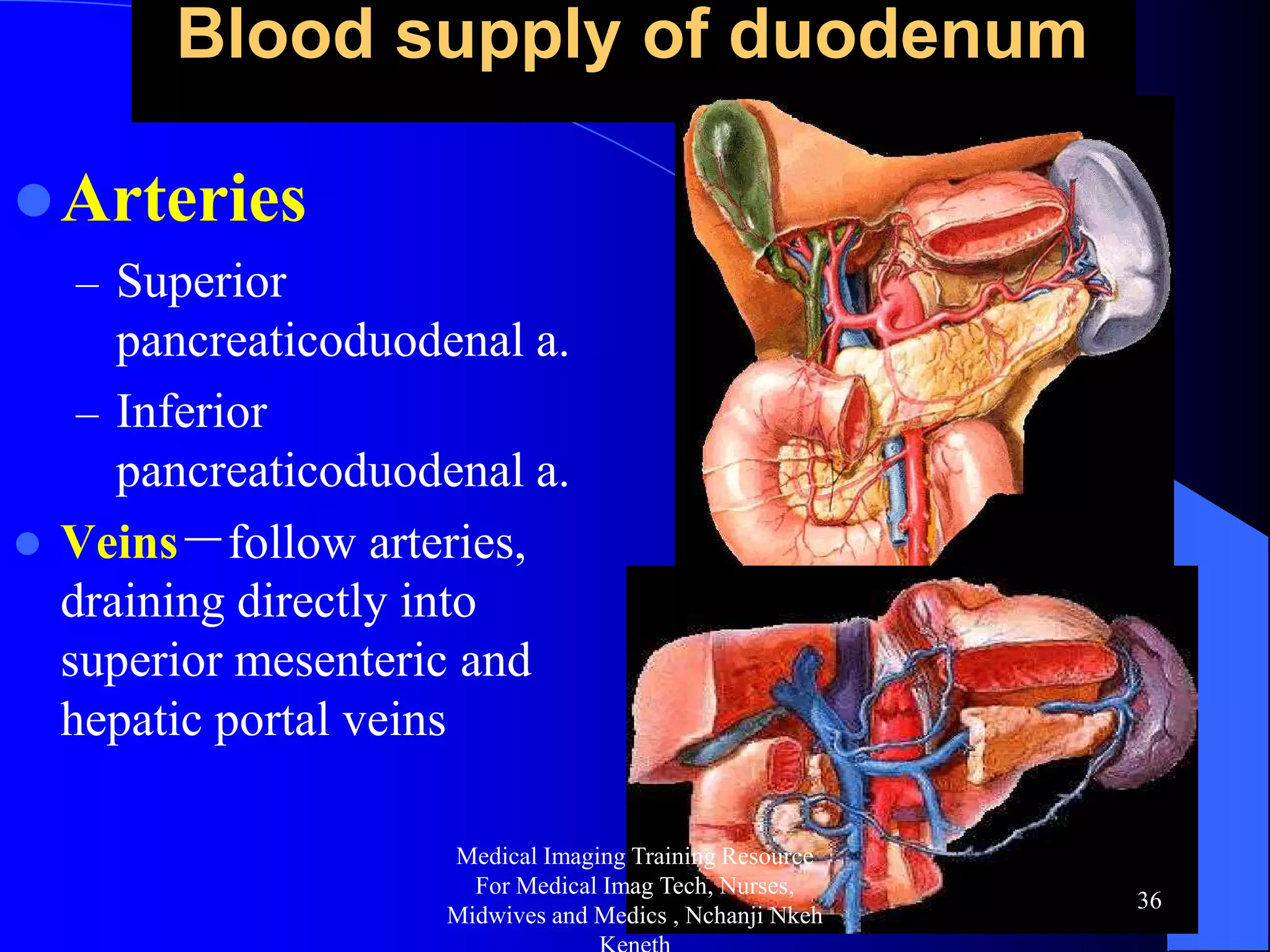 Gross abdominal anatomy radiology training lecture nchanji nkeh keneth ...